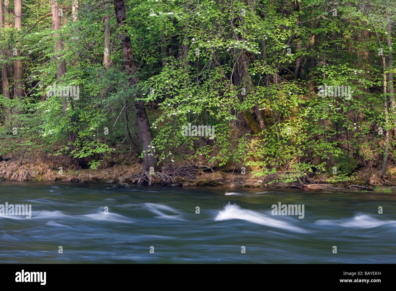 The Merced River - Yosemite National Park, California Stock Photo - Alamy