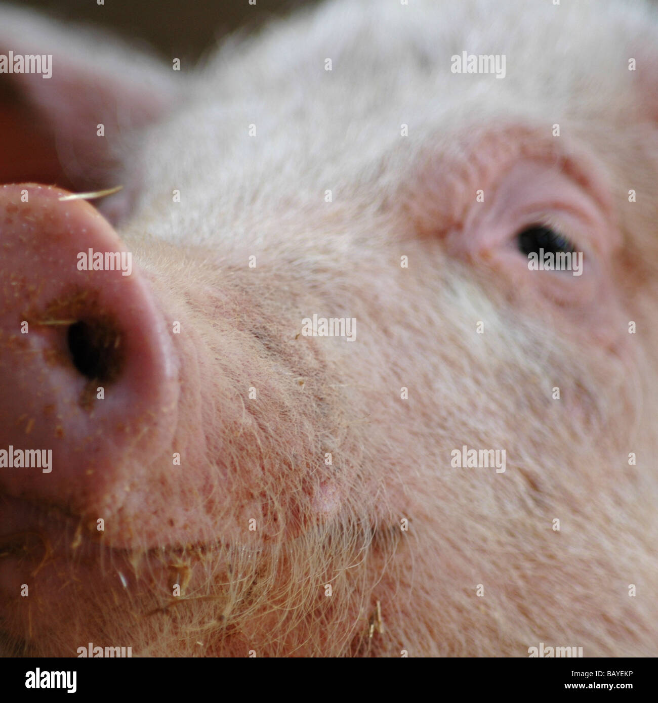 Pig - Close up of pig's face Stock Photo - Alamy