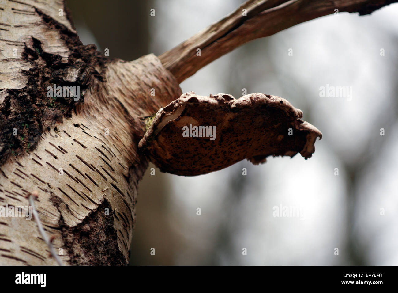 Hoof Fungus Silver Birch High Resolution Stock Photography and Images ...