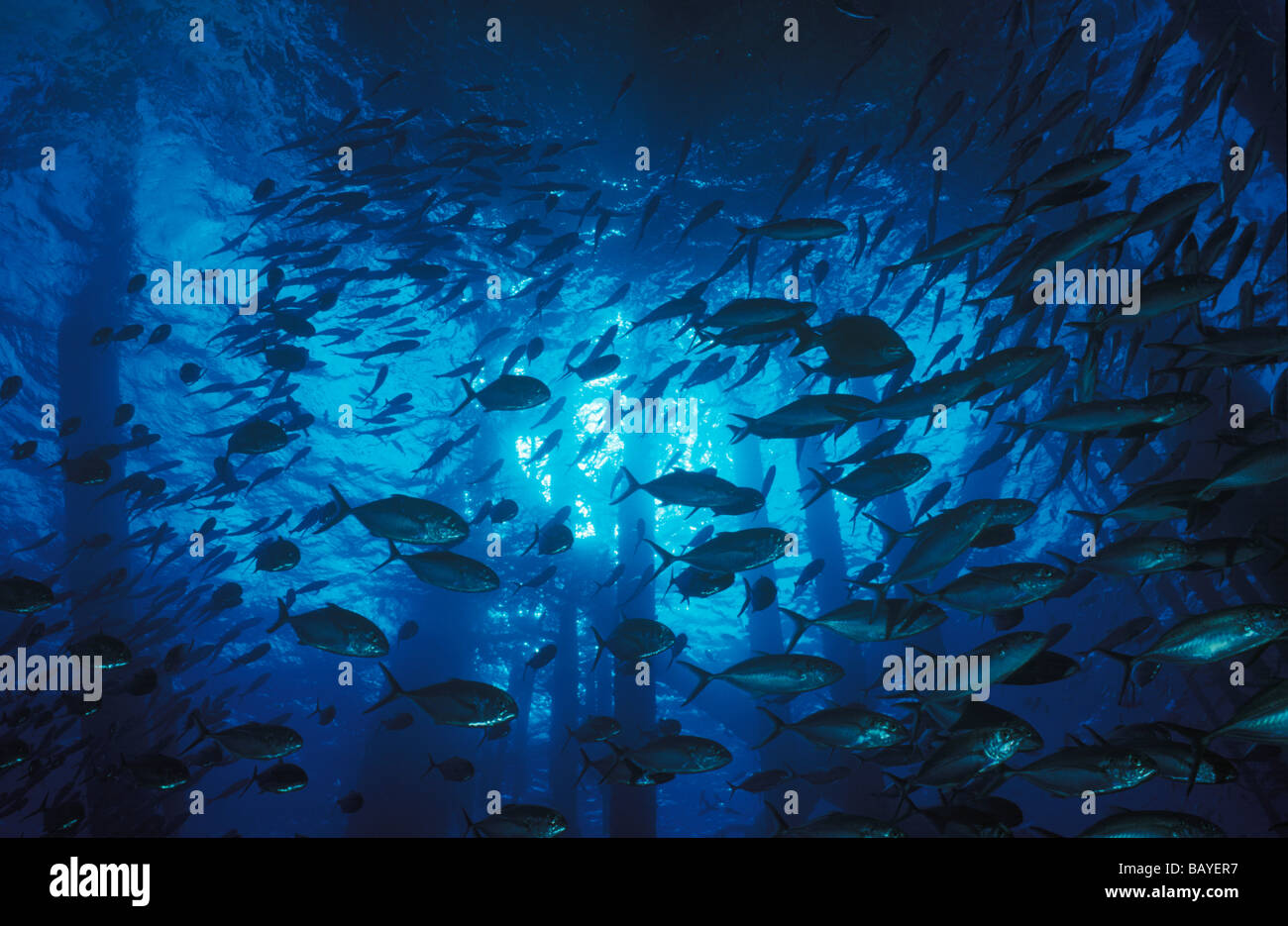 Fish oil rig gulf mexico hi-res stock photography and images - Alamy