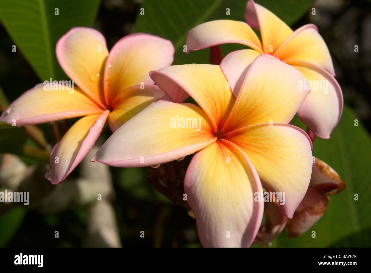 Plumeria rubra blossoms in Kolonia, Pohnpei Island, Federated States of ...