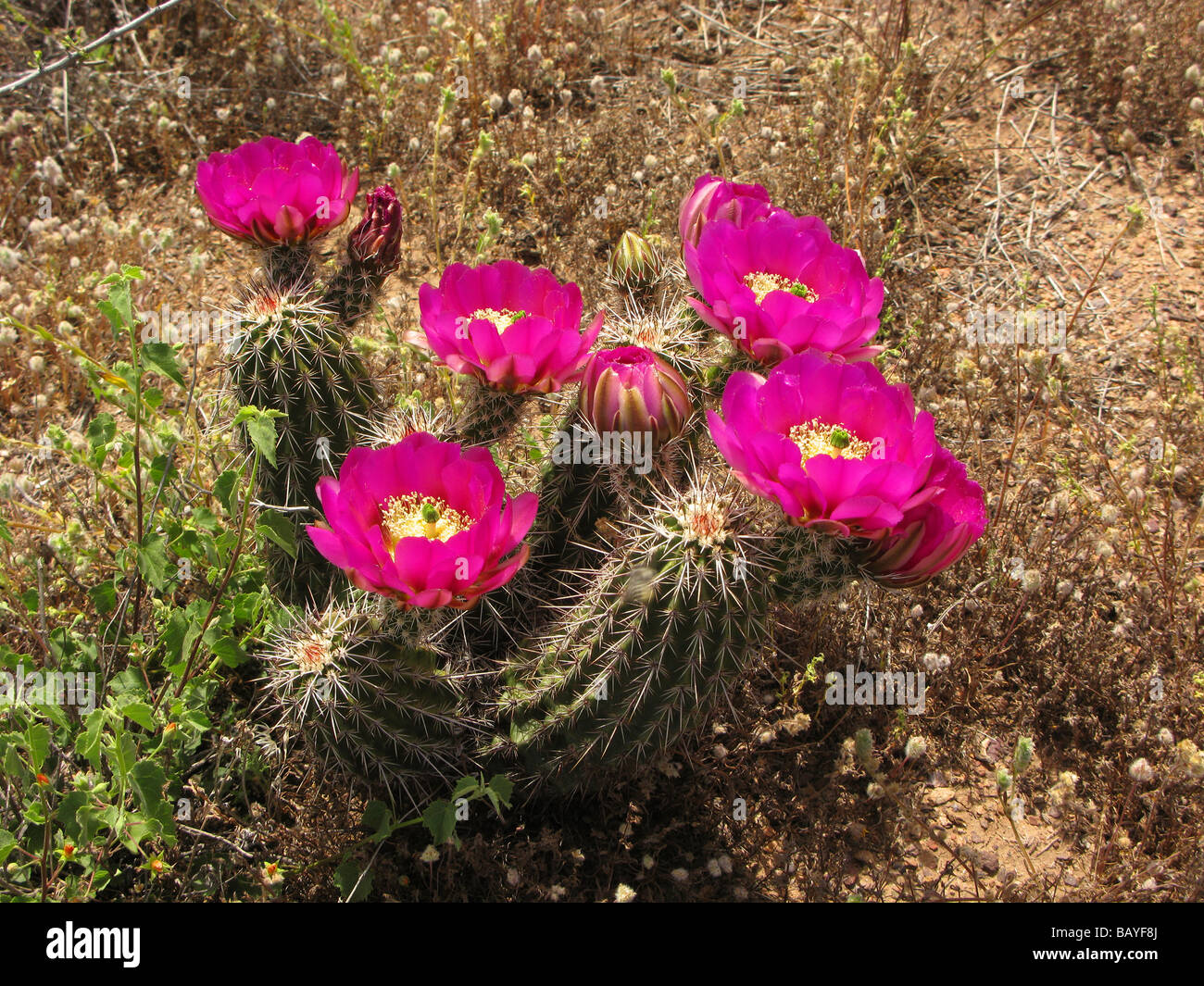Fowering spring cactus Stock Photo - Alamy