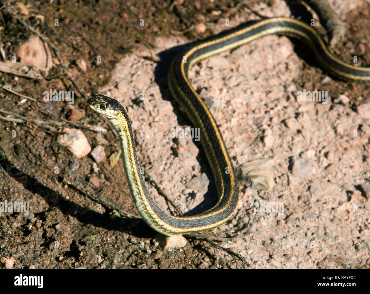 Garter Snake hunting in Pinnacles National Monument, California Stock ...