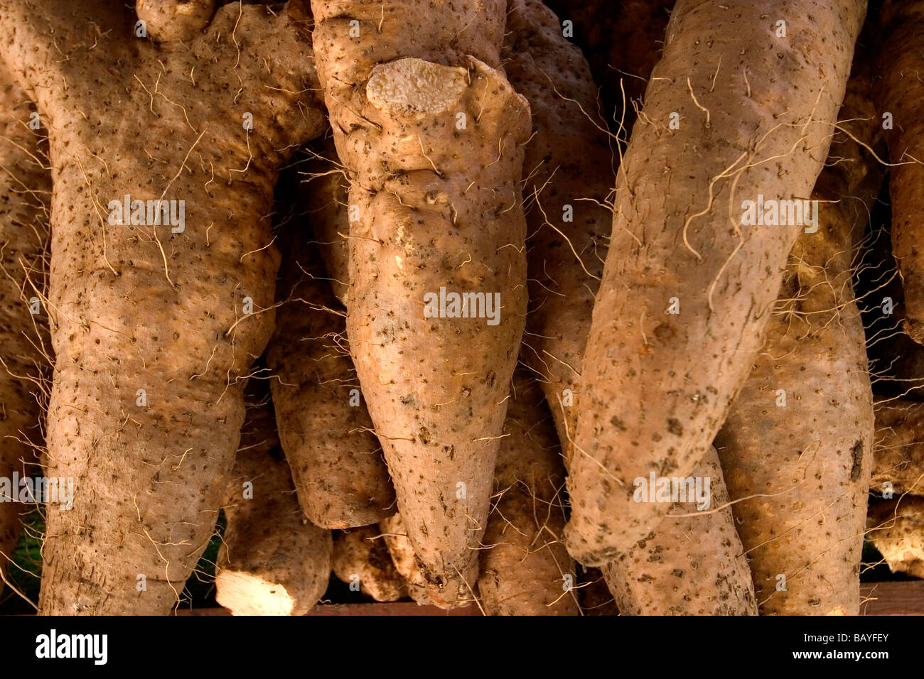 Pohnpei yam hi-res stock photography and images - Alamy