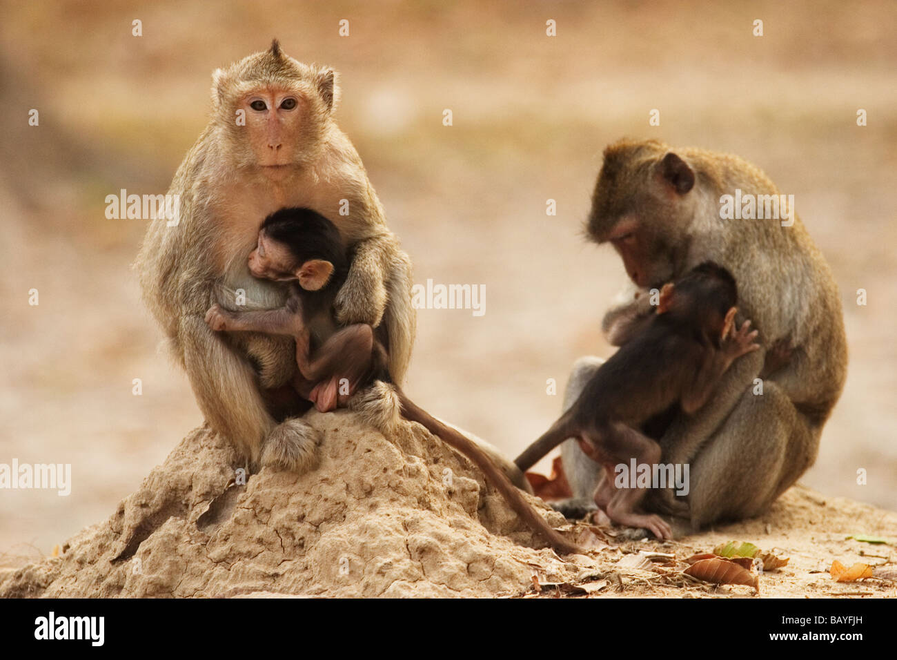 Wild macaque monkeys hi-res stock photography and images - Alamy