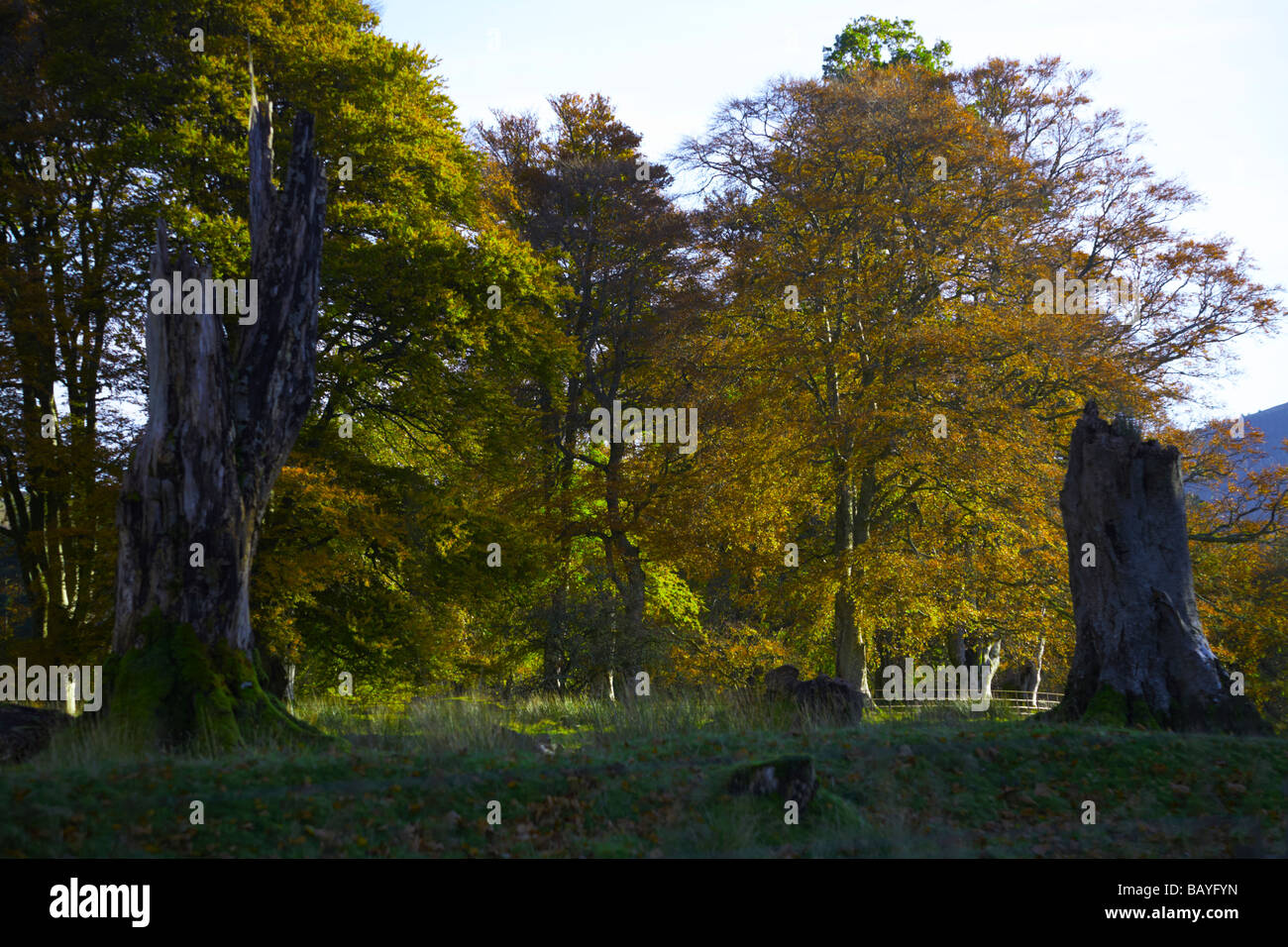 Autumn leaf colours in Strachur Park, Strachur, Argyll, Scotland Stock ...