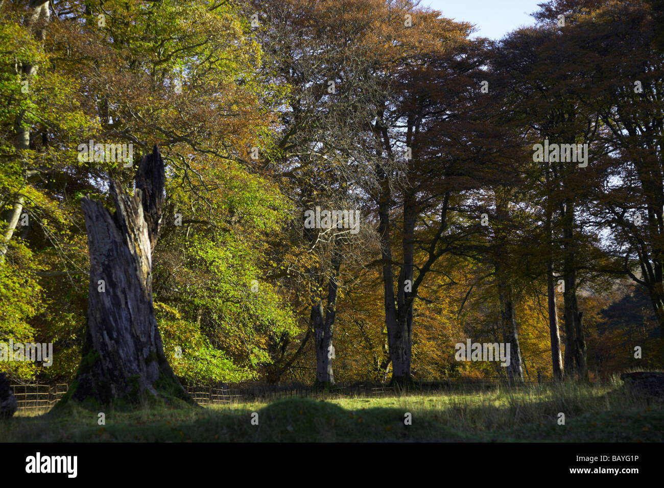 Autumn leaf colours in Strachur Park, Strachur, Argyll, Scotland Stock ...