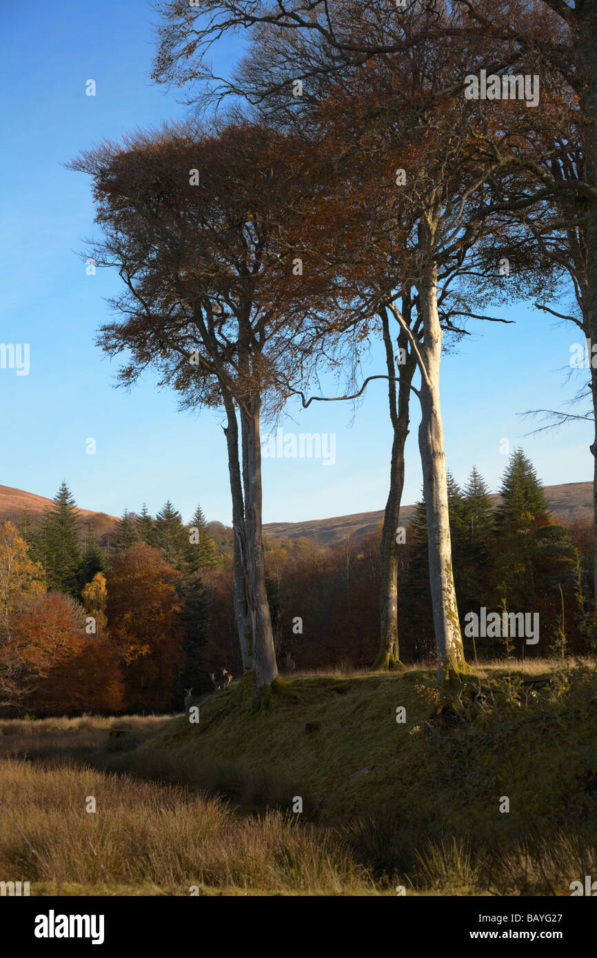 Autumn leaf colours in Strachur Park, Strachur, Argyll, Scotland Stock ...