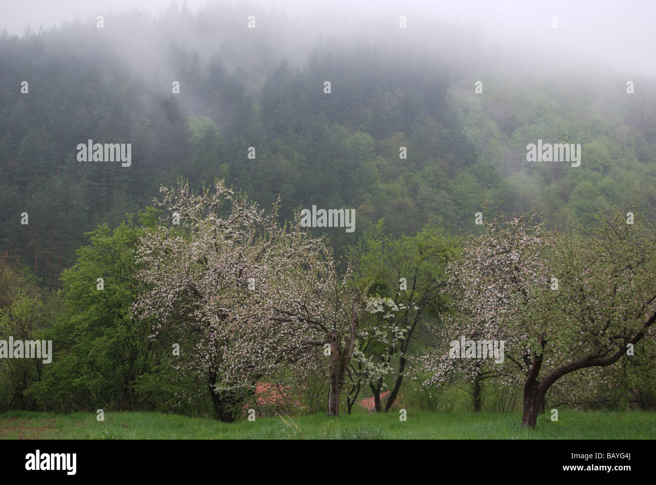 Apple trees in Balkan Mountains, Bulgaria Stock Photo - Alamy