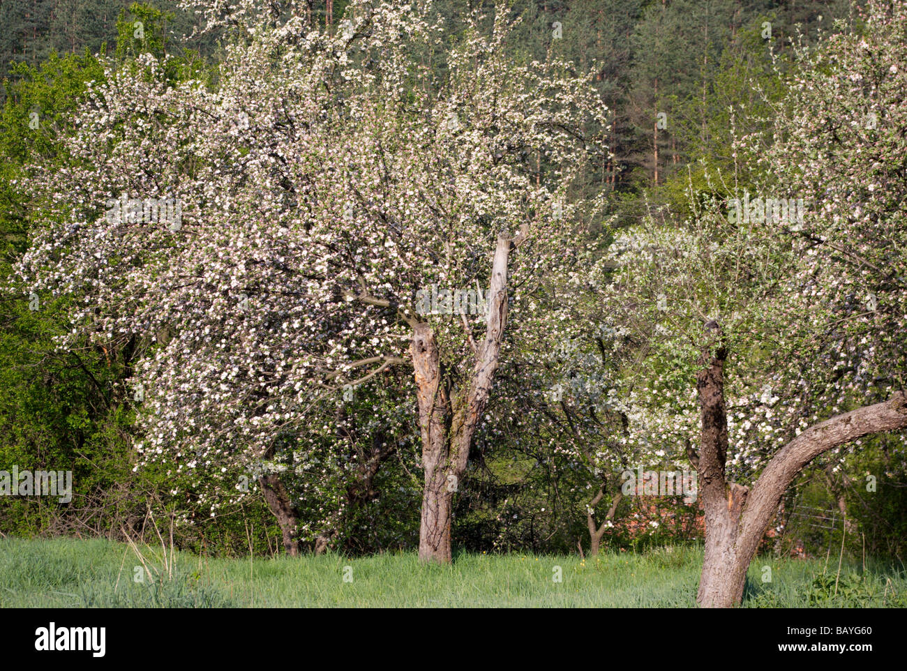 Apple trees in Balkan Mountains, Bulgaria Stock Photo - Alamy
