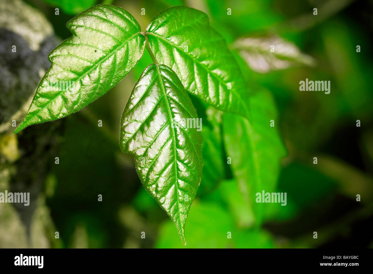 Toxicodendron radicans poison ivy macro Stock Photo - Alamy