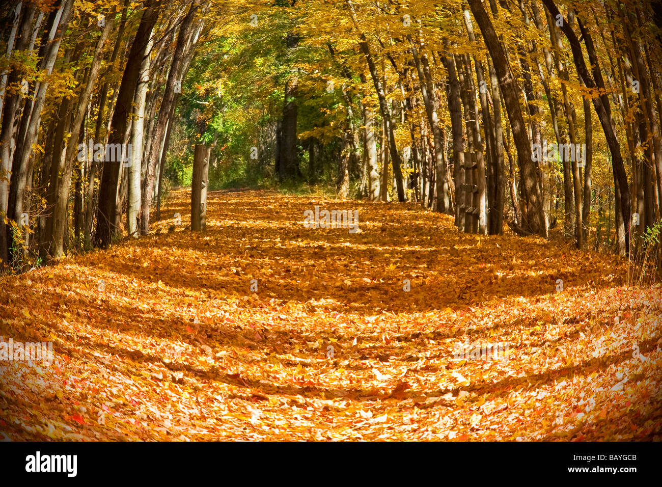 Beautiful autumn trail with bright orange leaves and trees Stock Photo ...