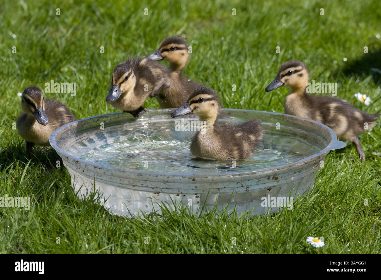 learning swimming ducklings adopted abandoned river medway allington ...