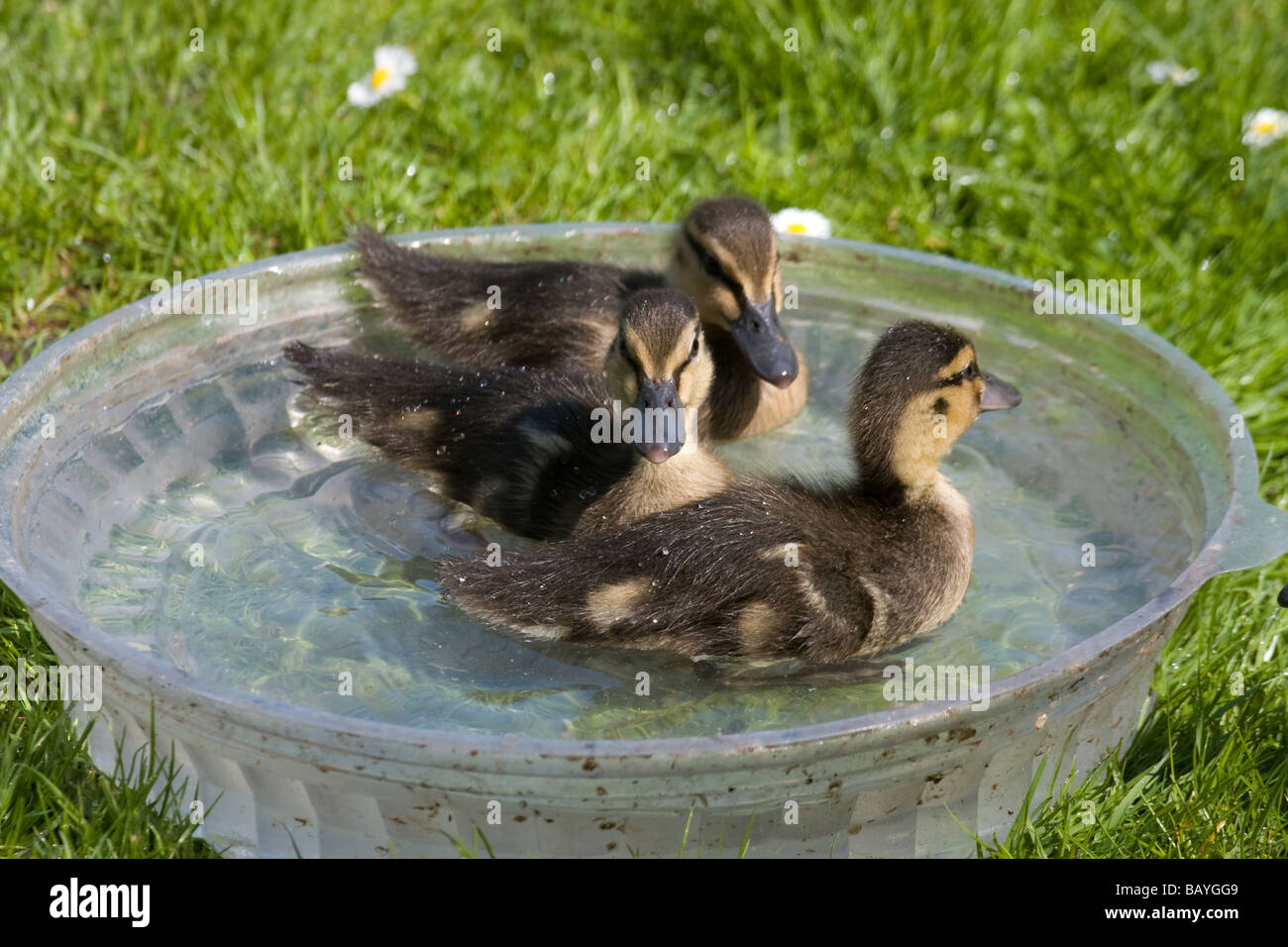 learning swimming ducklings adopted abandoned river medway allington ...