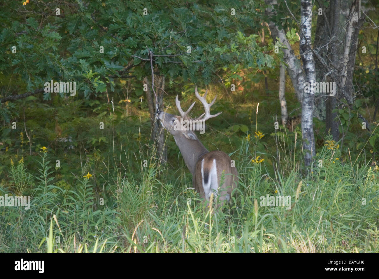 White-tailed buck working a licking branch Stock Photo - Alamy