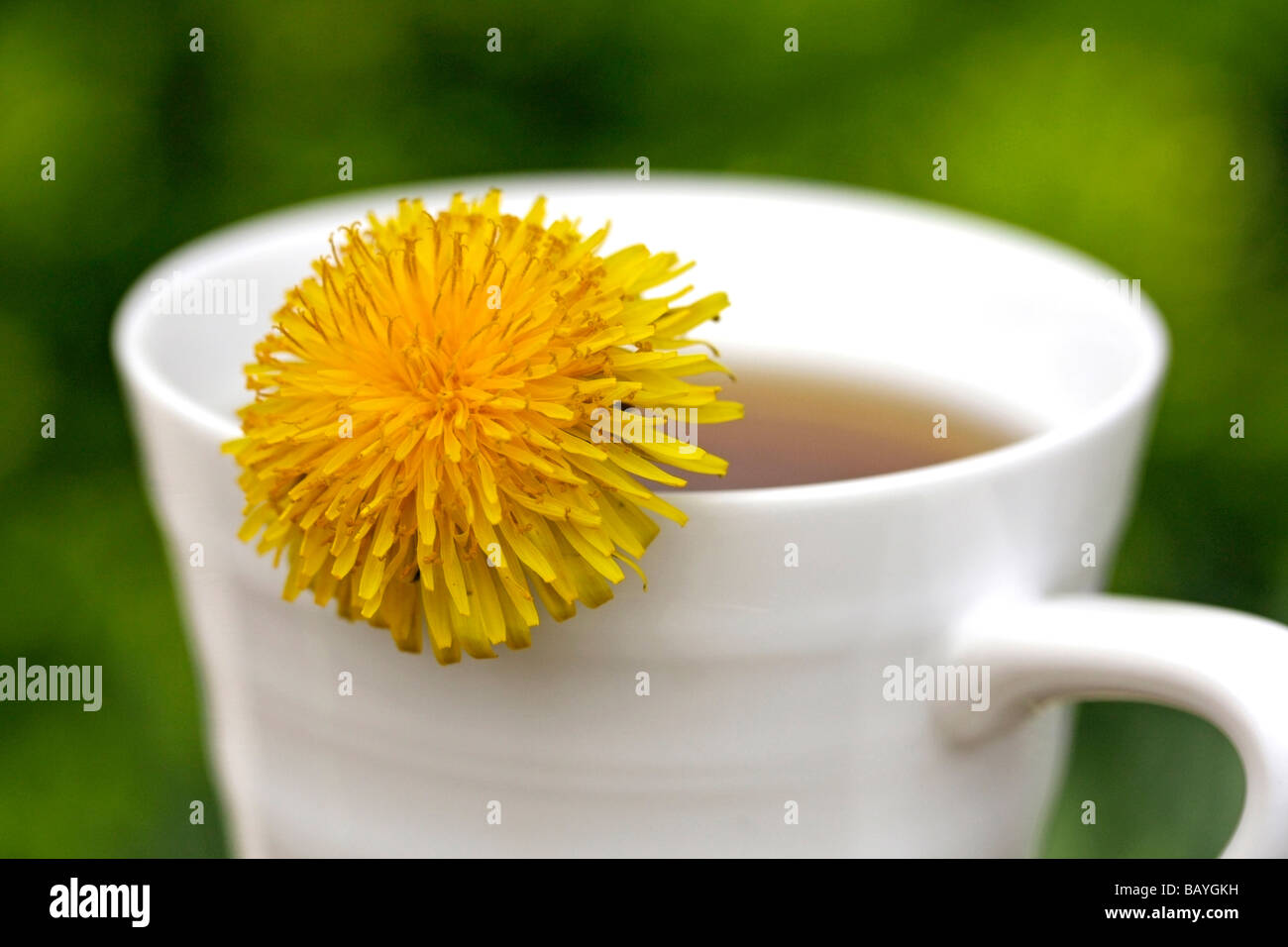 Dandelion infusion (Taraxacum officinale Stock Photo - Alamy