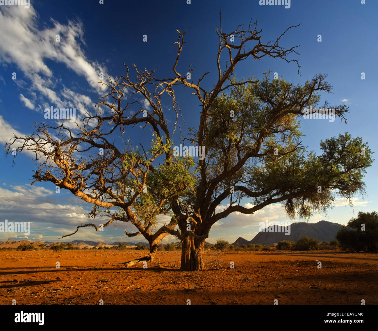 Landscape pictures of a majestic lone tree lit by the golden light of ...