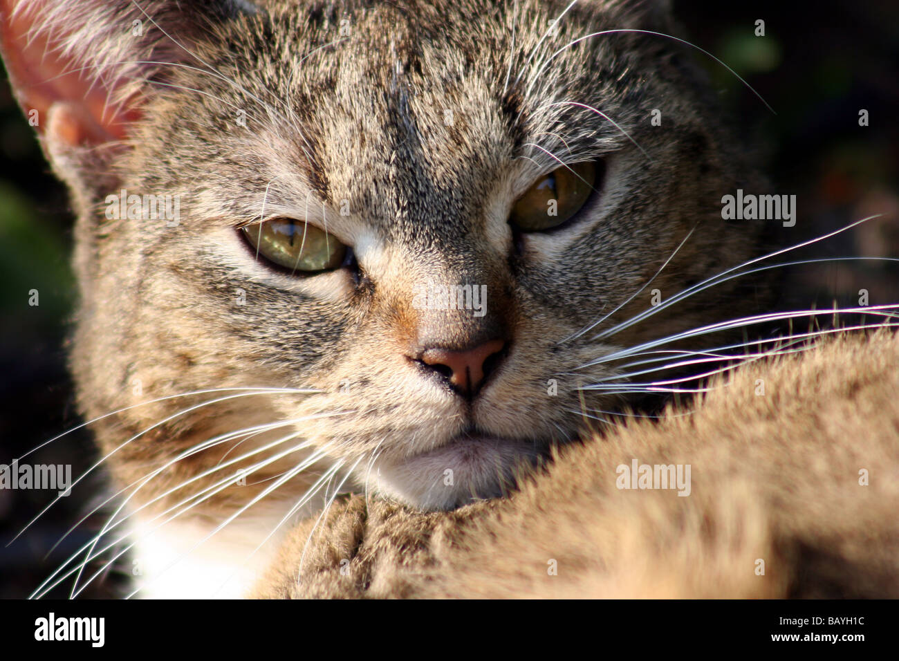A cat named PUSCHEL Stock Photo - Alamy