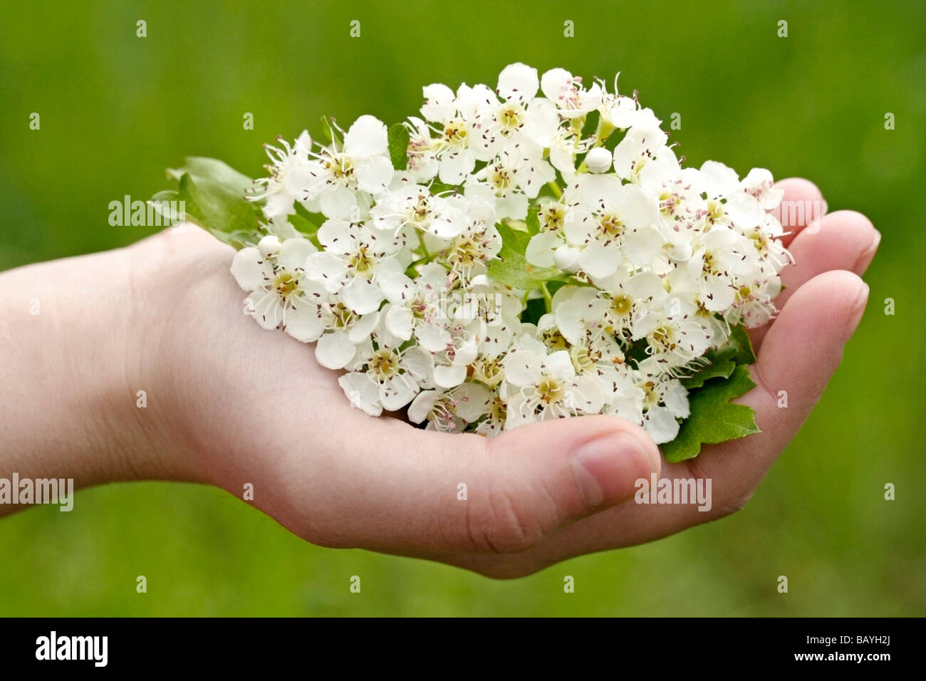 Crataegus oxyacantha hi-res stock photography and images - Alamy