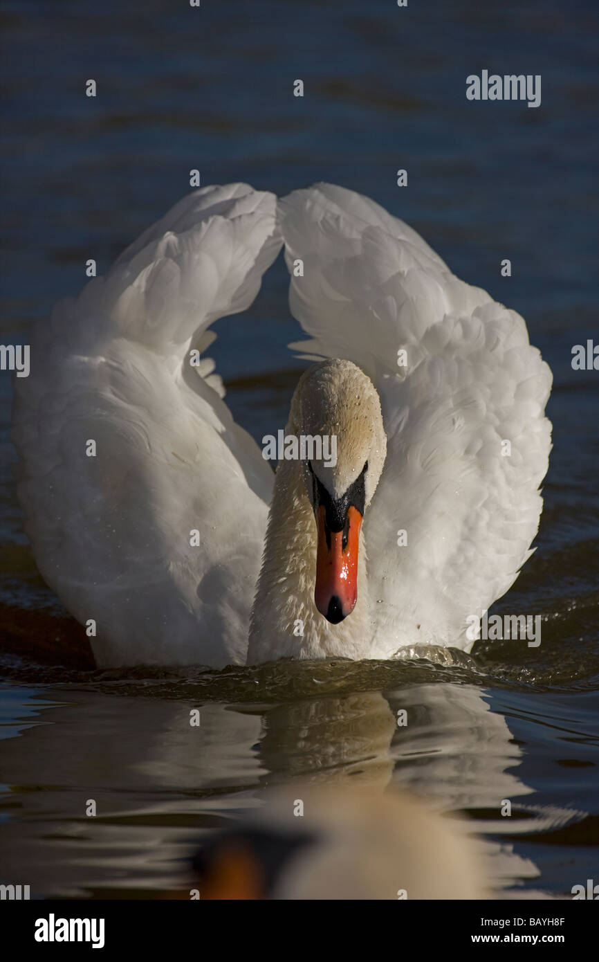 Mute Swan (Cygnus olor) UK - Showing busking display Stock Photo - Alamy