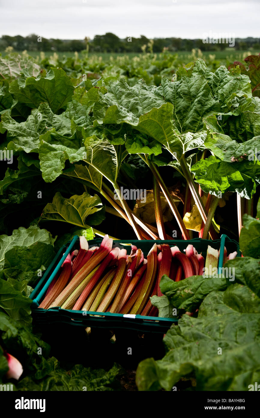 Rhubarb boxed up ready to go the packing shed This is a large ...