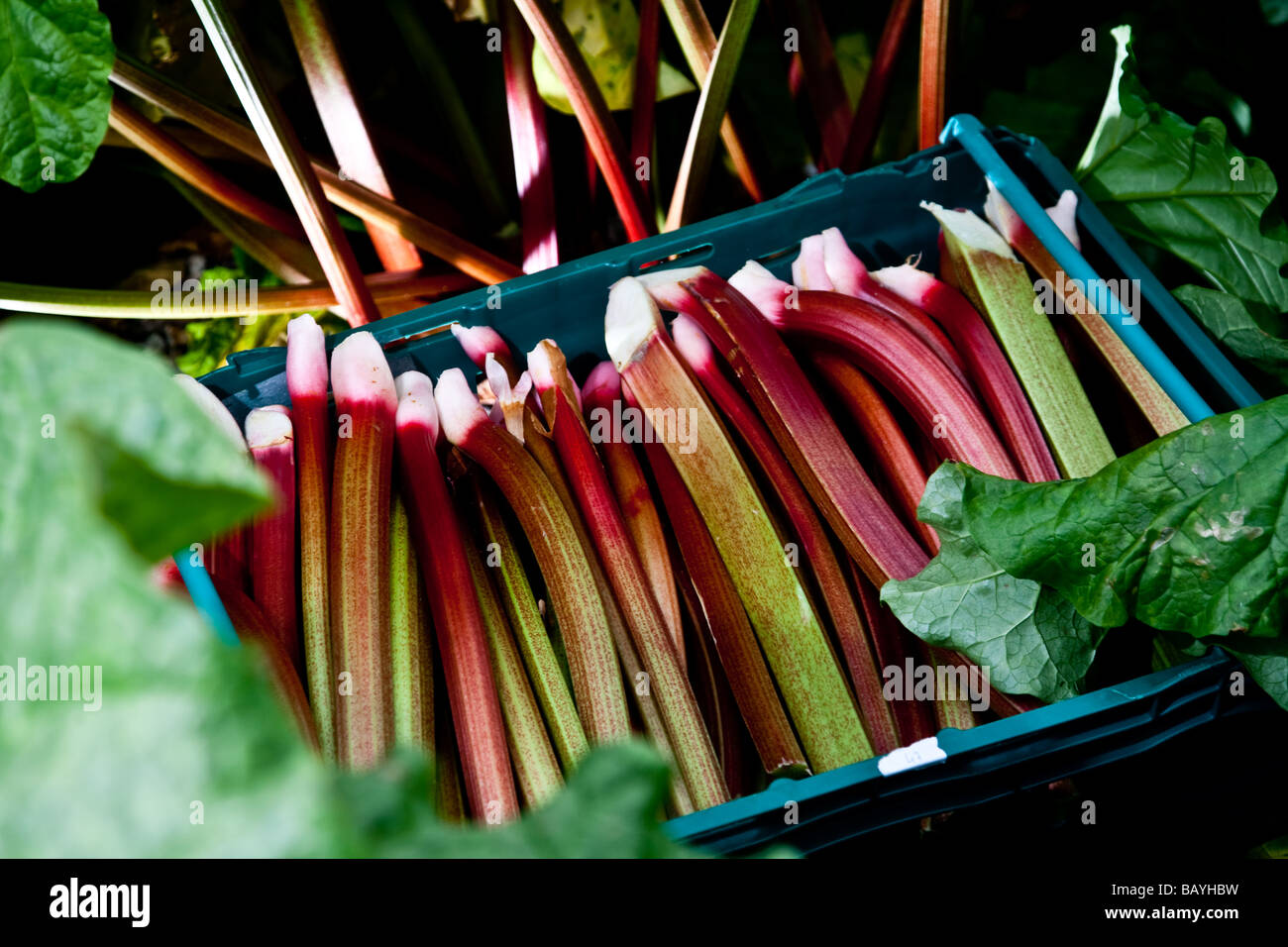 Rhubarb boxed up ready to go the packing shed This is a large ...
