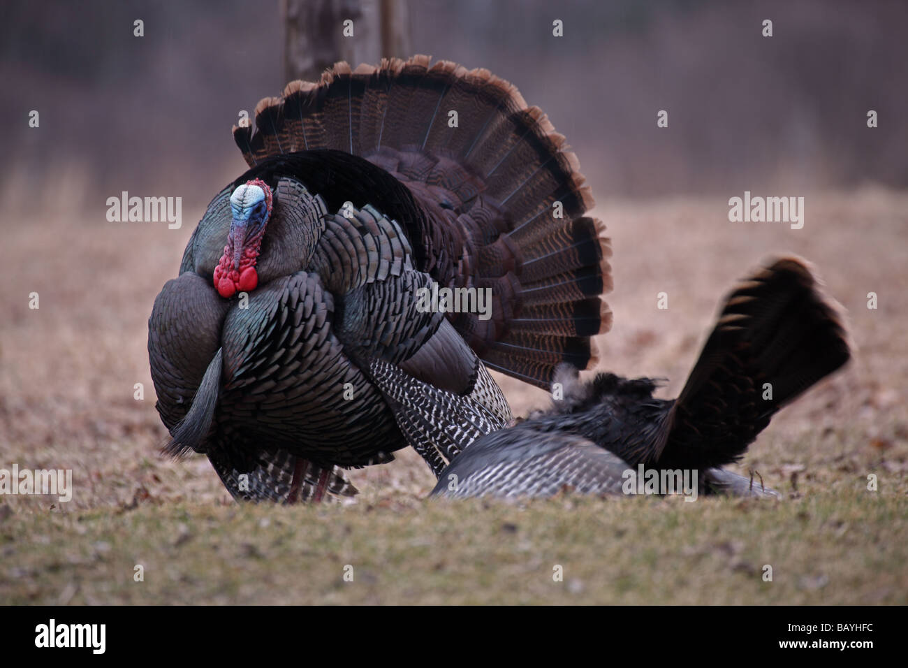 Wild Turkey (Meleagris gallopavo) Wild Turkeys Mating -Male (top ...