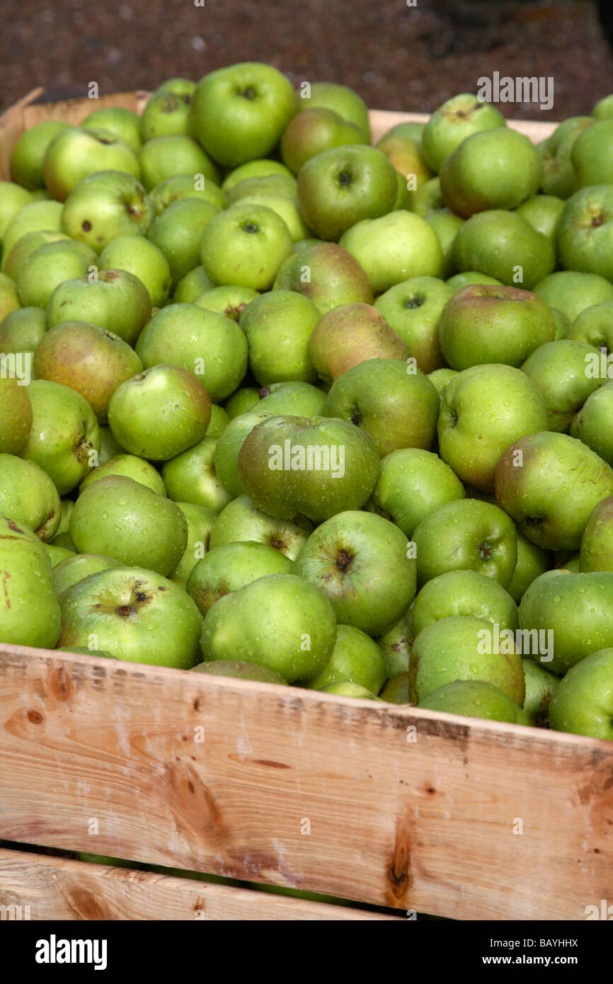 Bramley Apples High Resolution Stock Photography and Images - Alamy