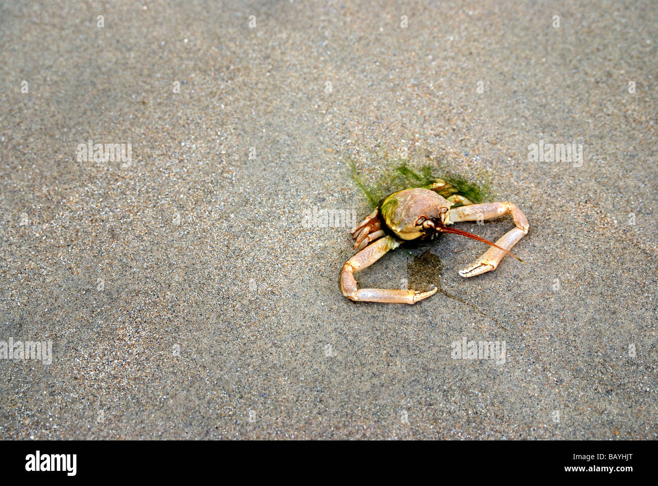 Masked burrowing crab hi-res stock photography and images - Alamy
