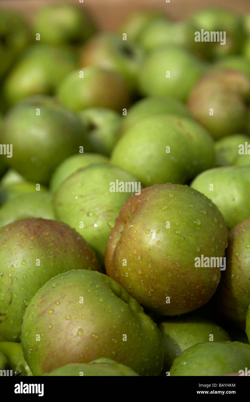 malus domestica Bramley Seedling apple crop of armagh bramley apples ...
