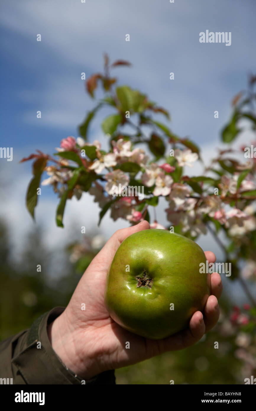 malus domestica Bramley Seedling apple held up by mans hand to ...