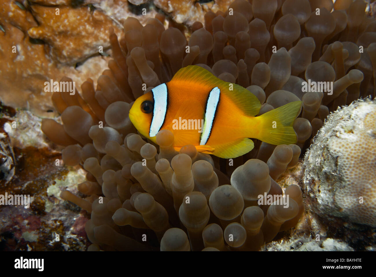 Clown Fish - Amphiprion bicinctus. Red sea anemonefish near anemone ...
