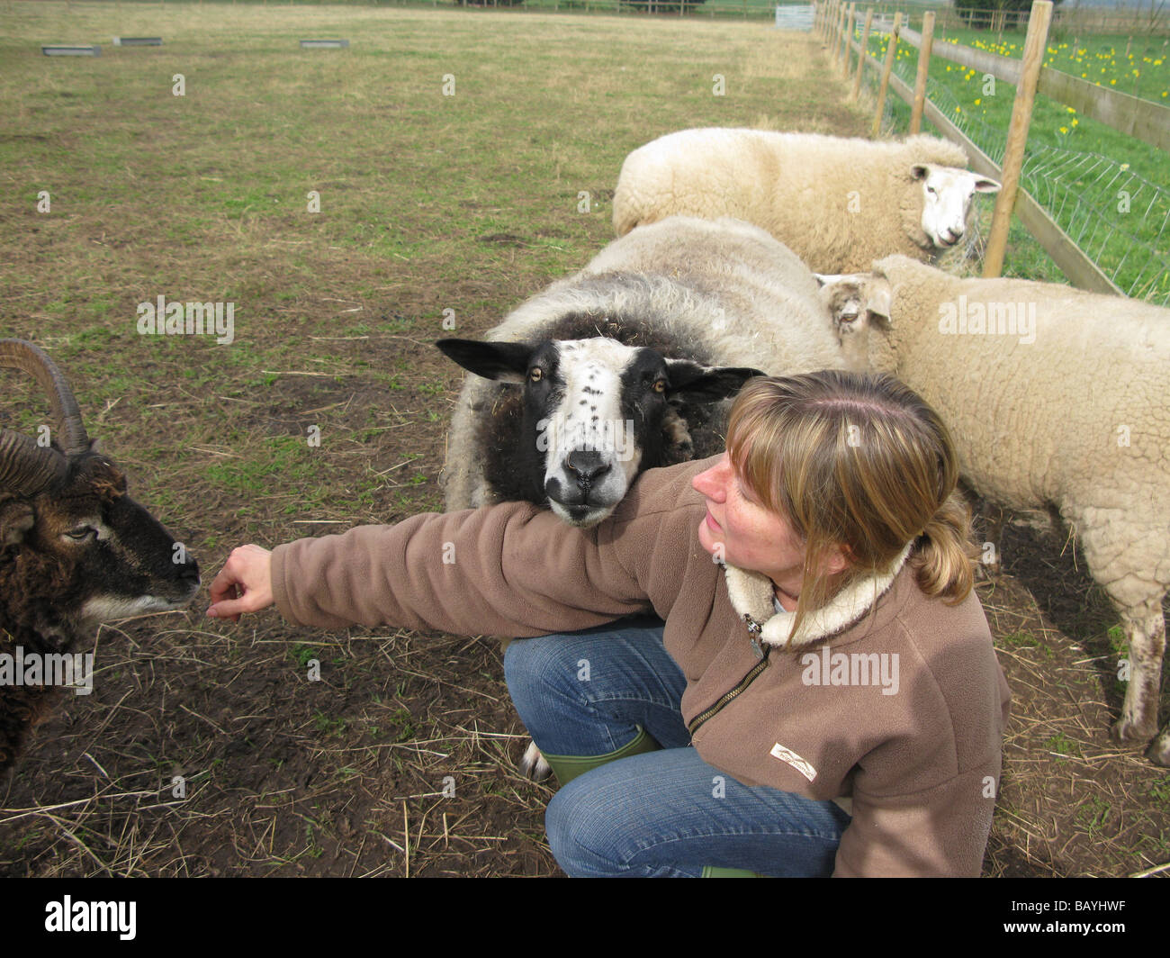 Farmer caring for livestock hi-res stock photography and images - Alamy