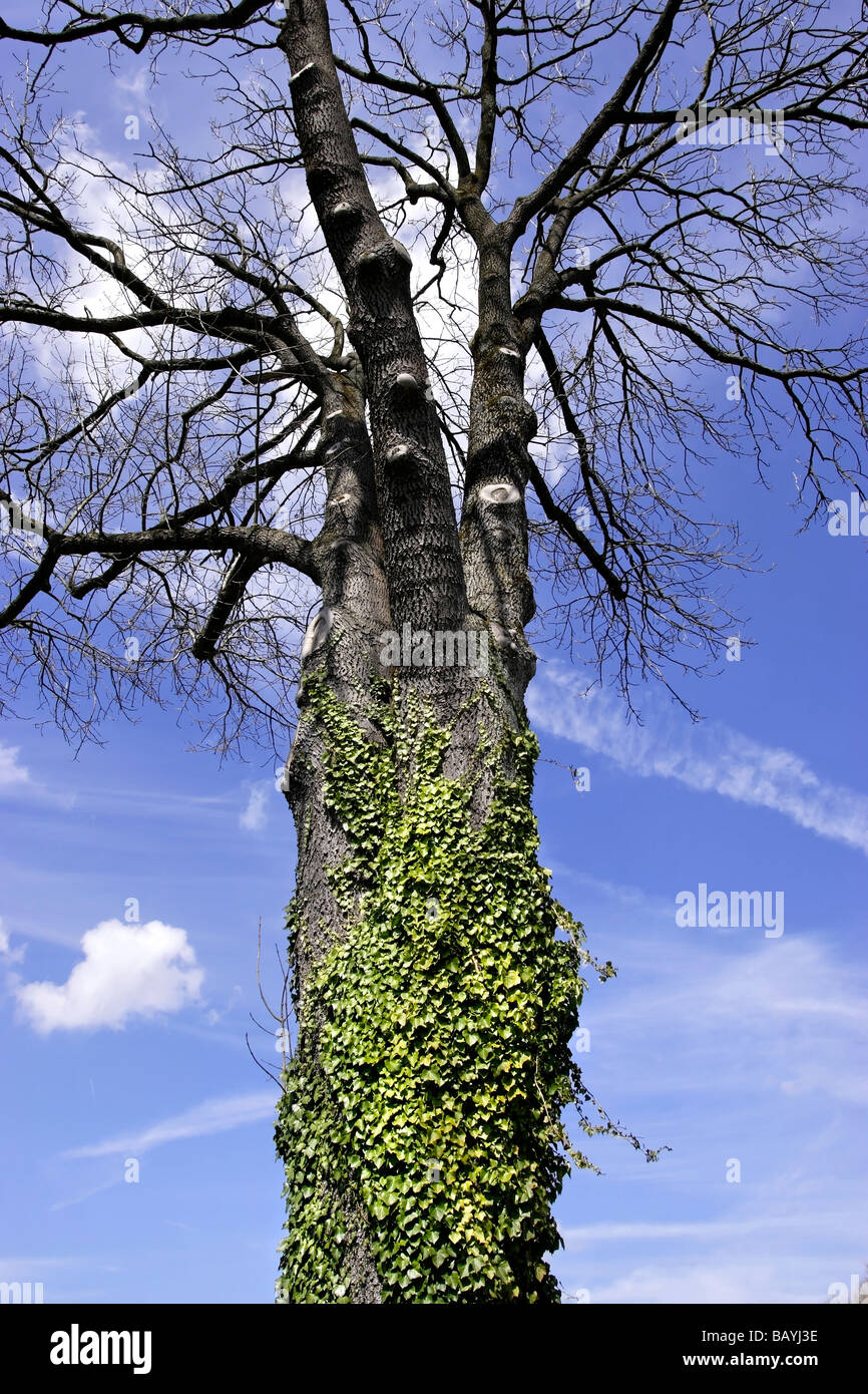 Ivy Creeper Growing on a Beech Tree Fraueninsel Chiemsee Chiemgau ...