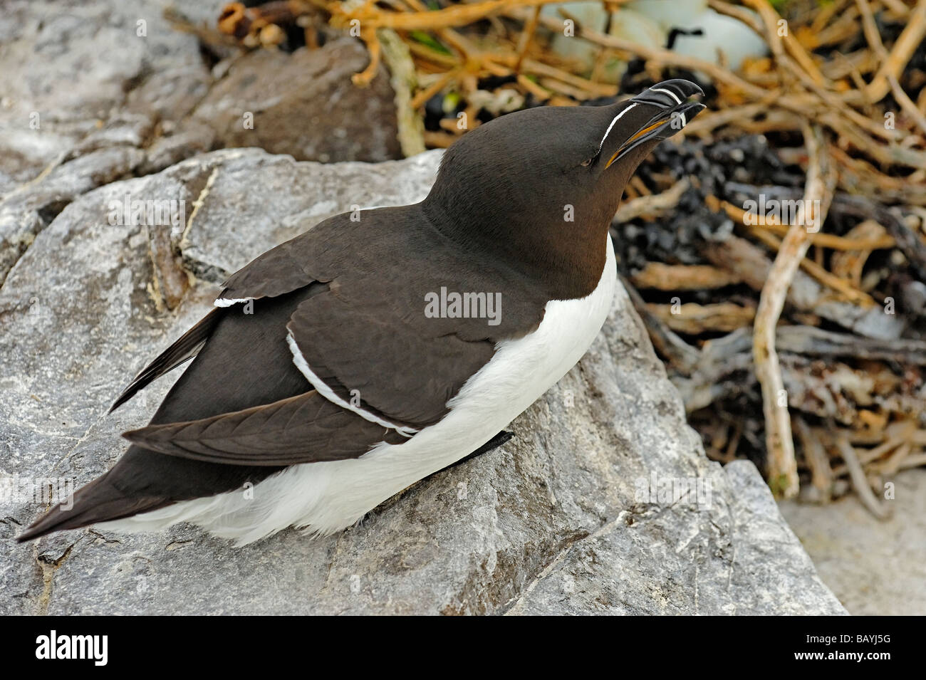 Razorbill (Alca torda) on coastal cliff-top ledge Stock Photo - Alamy
