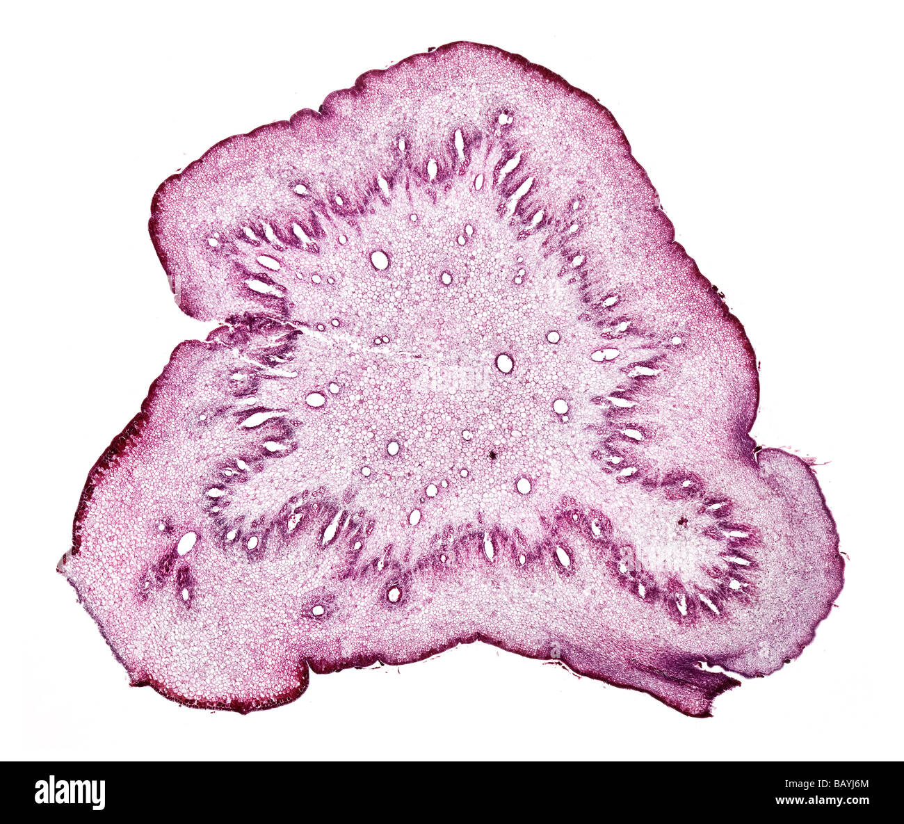 Indian Mango stem T.S. photomicrograph stained section Stock Photo - Alamy