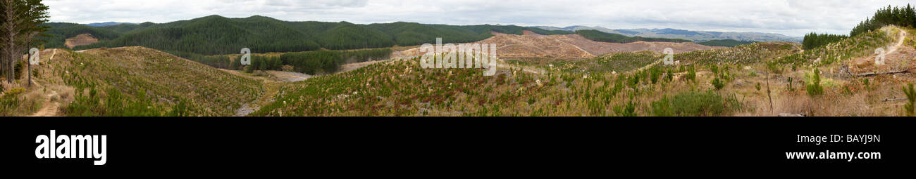 Maramarua forest trail ride Stock Photo - Alamy