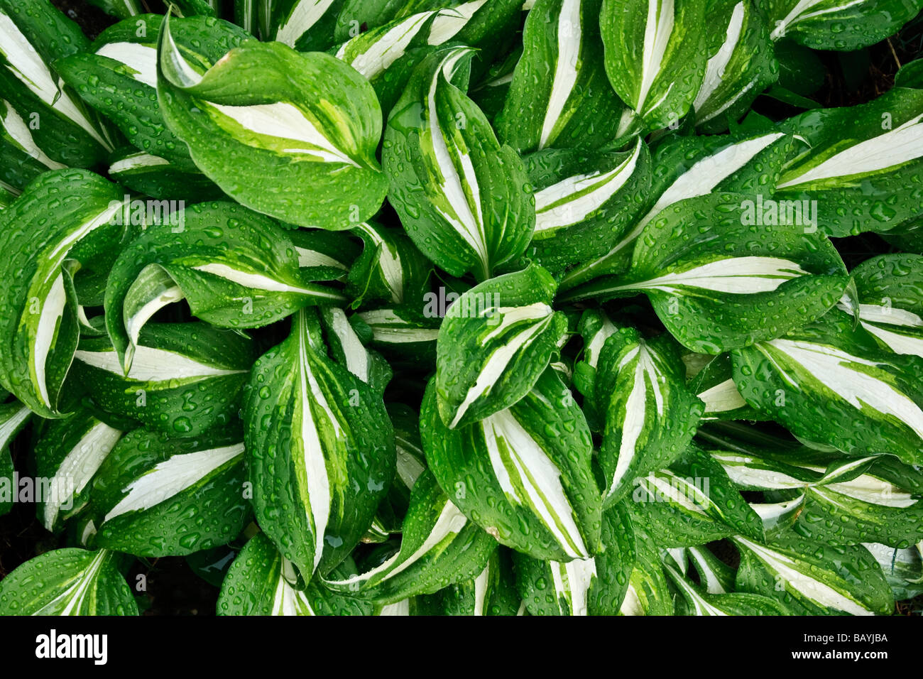 Hosta 'undulata' leaves hi-res stock photography and images - Alamy