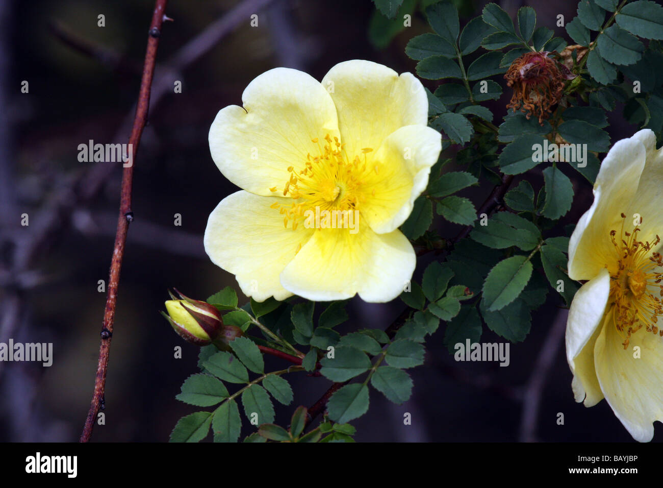 Rose canary bird hi-res stock photography and images - Alamy