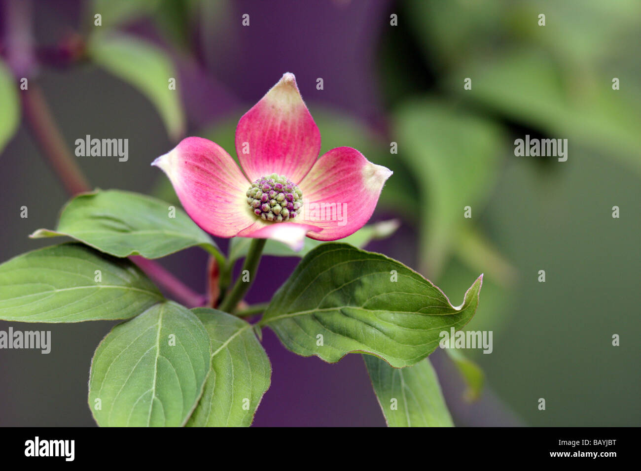 DOGWOOD CORNUS X STELLER PINK CORNACEAE HYBRID Stock Photo - Alamy