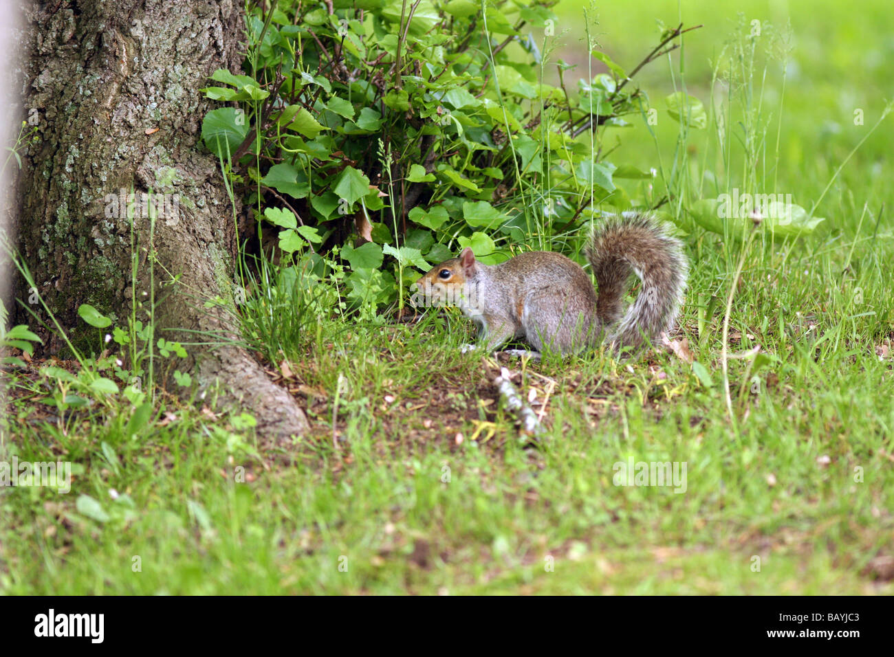 North american grey squirrel hi-res stock photography and images - Alamy