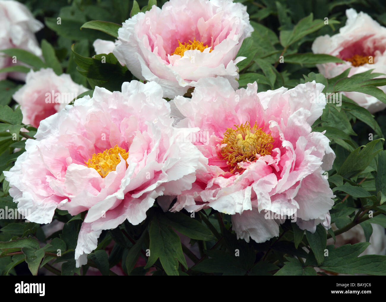 Paeonia Suffruticosa Tree Peony Stock Photo - Alamy
