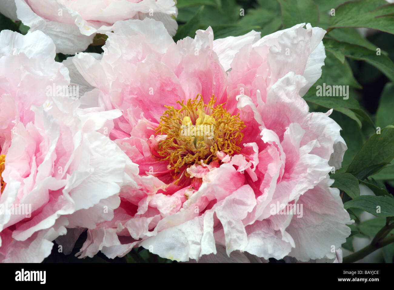 Yellow tree peony hi-res stock photography and images - Alamy