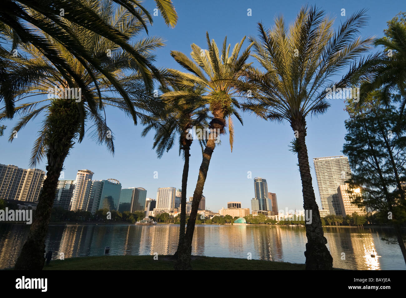 Orlando florida palm trees hi-res stock photography and images - Alamy