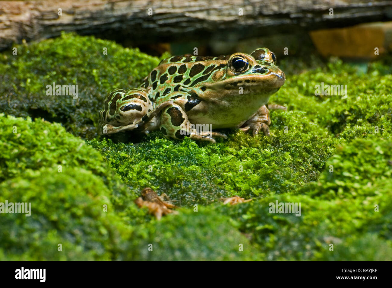 A Leopard Frog Stock Photo - Alamy