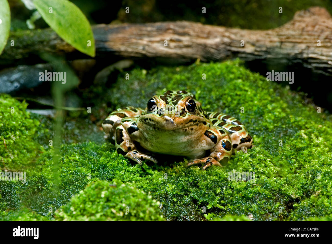 A Leopard Frog Stock Photo - Alamy