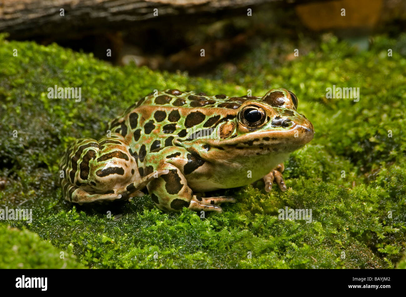 A Leopard Frog Stock Photo - Alamy