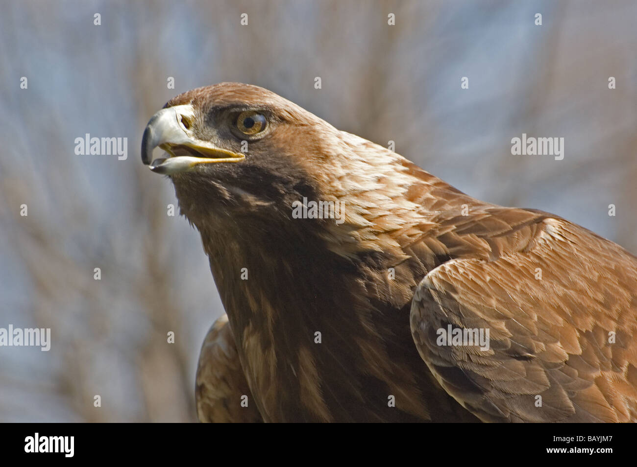 Close-up of a Golden Eagle Stock Photo - Alamy