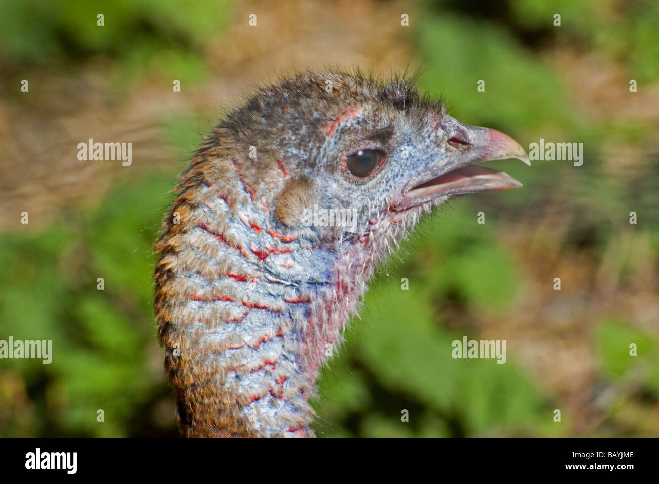 Spring turkeys bird portrait hi-res stock photography and images - Alamy