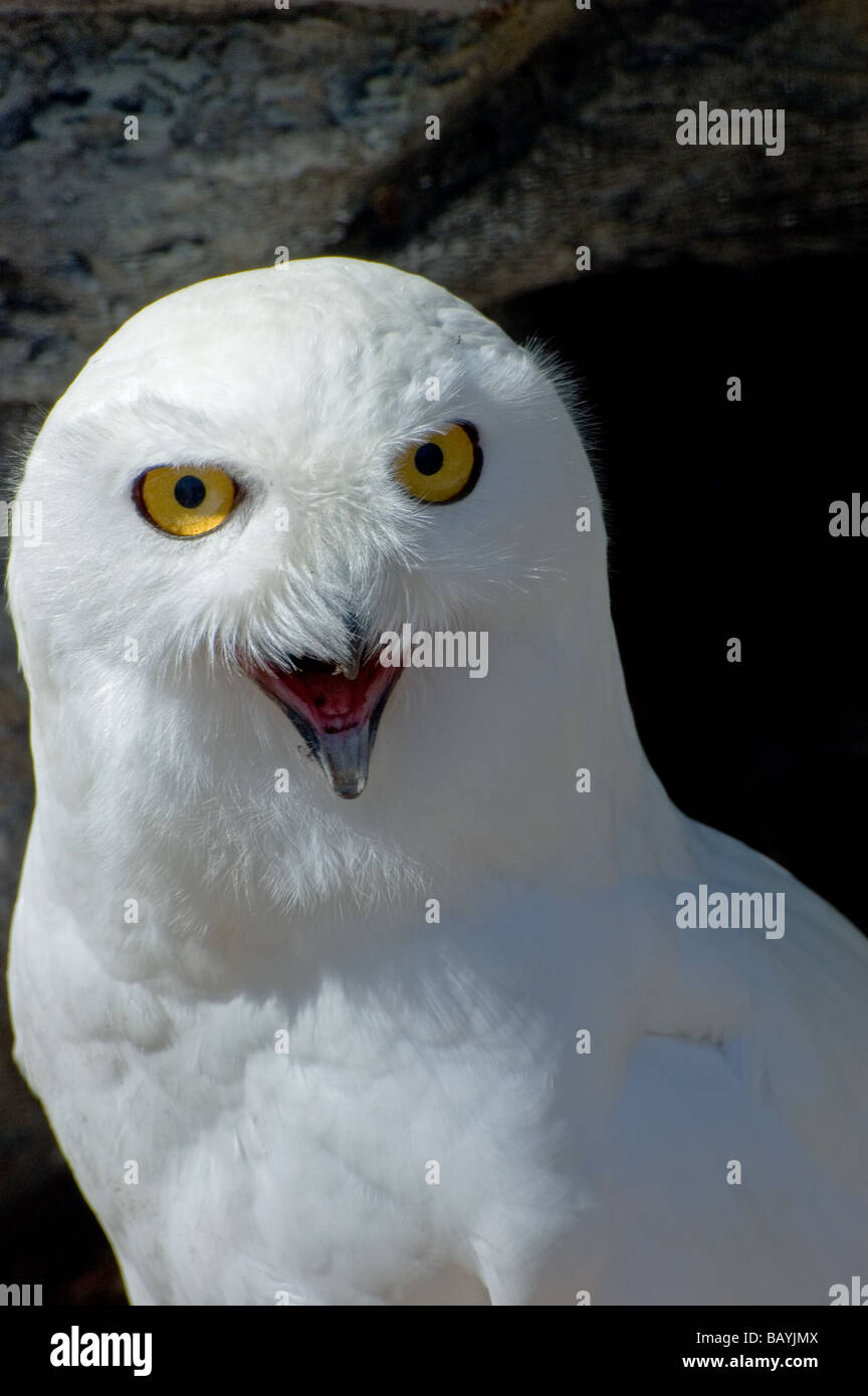 A male Snowy Owl Stock Photo - Alamy